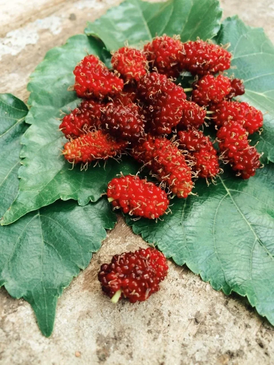 Red Mulberry: A Sweet Addition to Florida’s Trails and Yards - wearemar.org